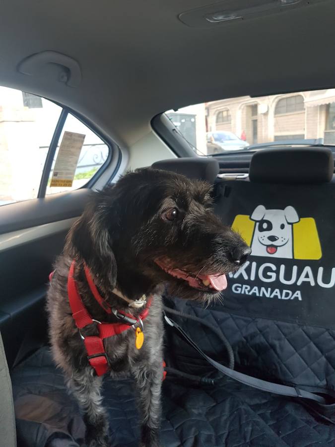 Fotos: Cómo pedir un taxi para tu perro o gato en Granada | Ideal